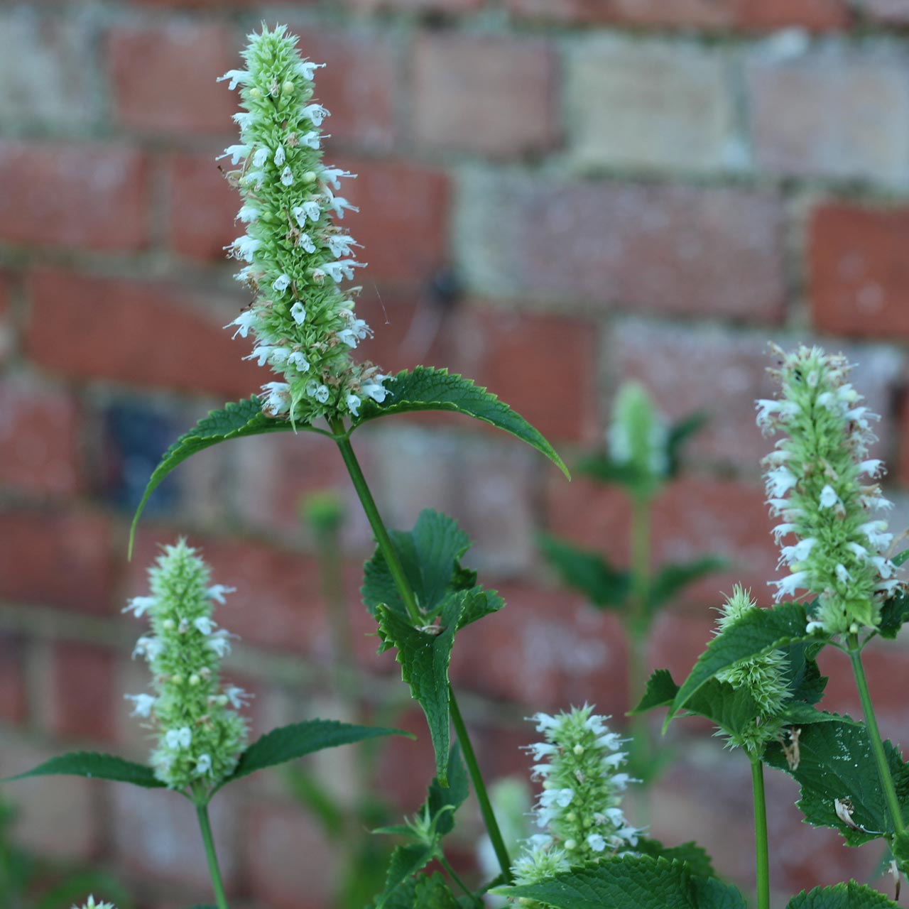 Herbaceous Perennials - Wildegoose Nursery