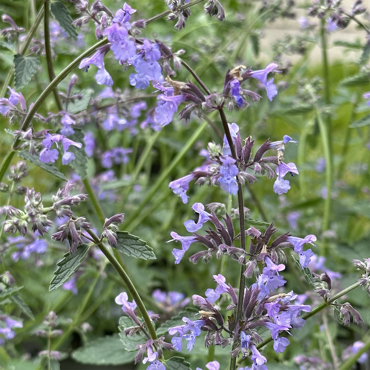 Nepeta Faassenii Nepeta X Faassenii 'Purrsian Blue' (Catmint)