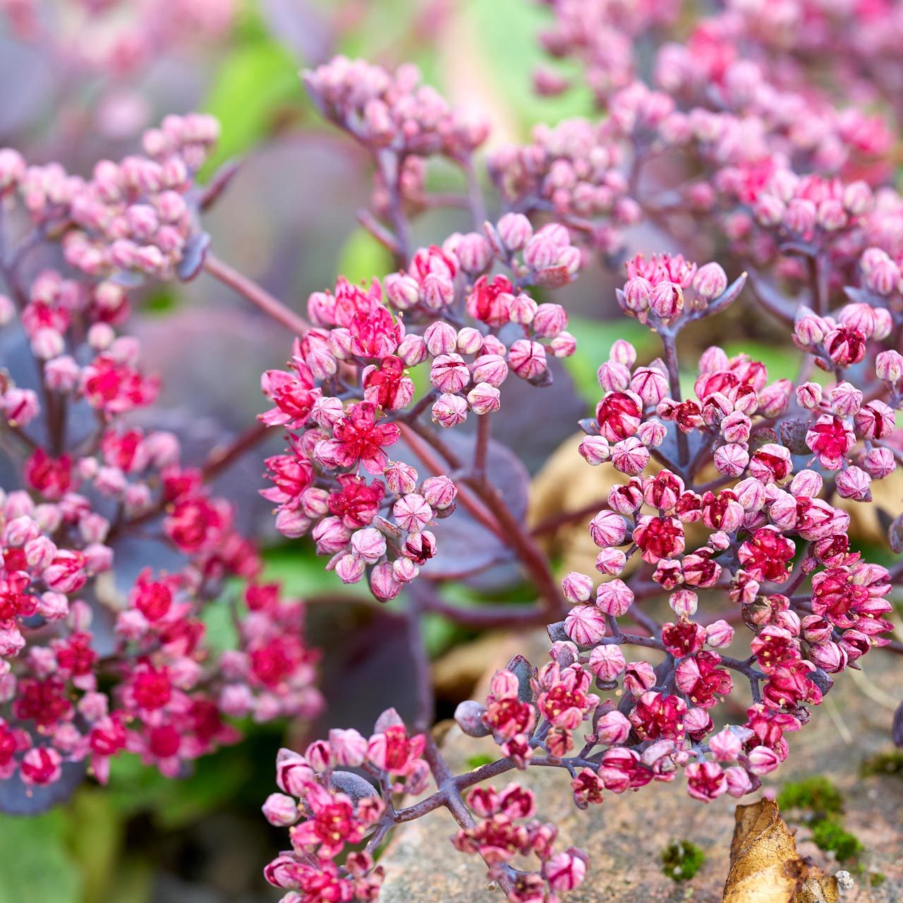 Herbaceous Perennials - Wildegoose Nursery