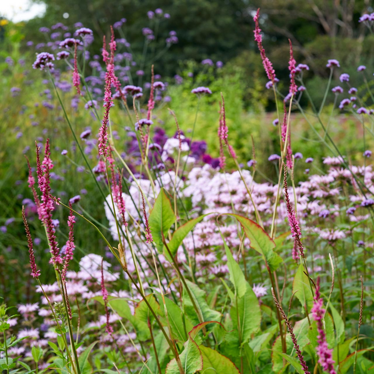 Persicaria amplexicaulis 'Fat Domino' from Wildegoose Nursery